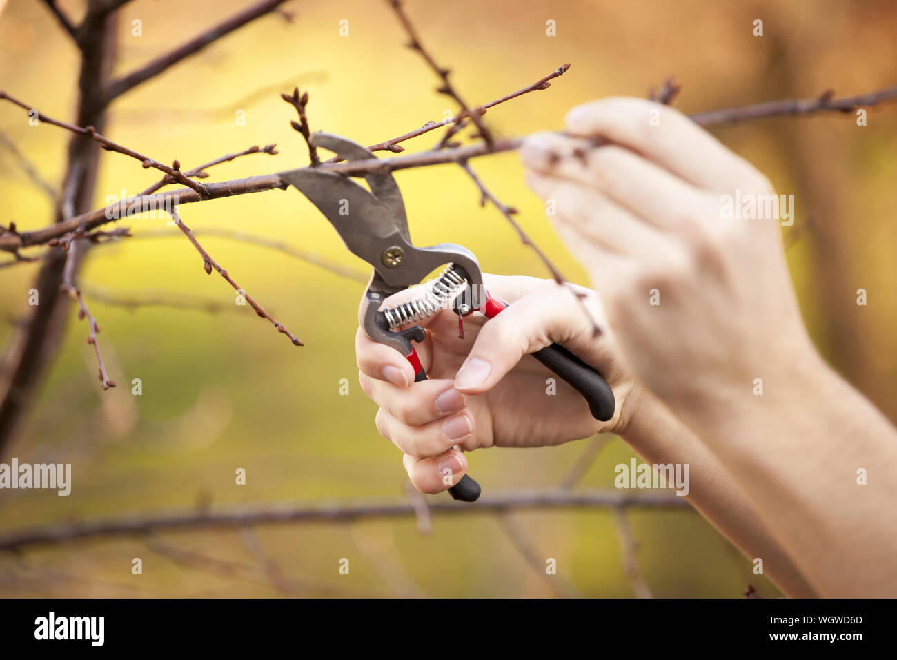 Cutting branch hi-res stock photography and images - Alamy