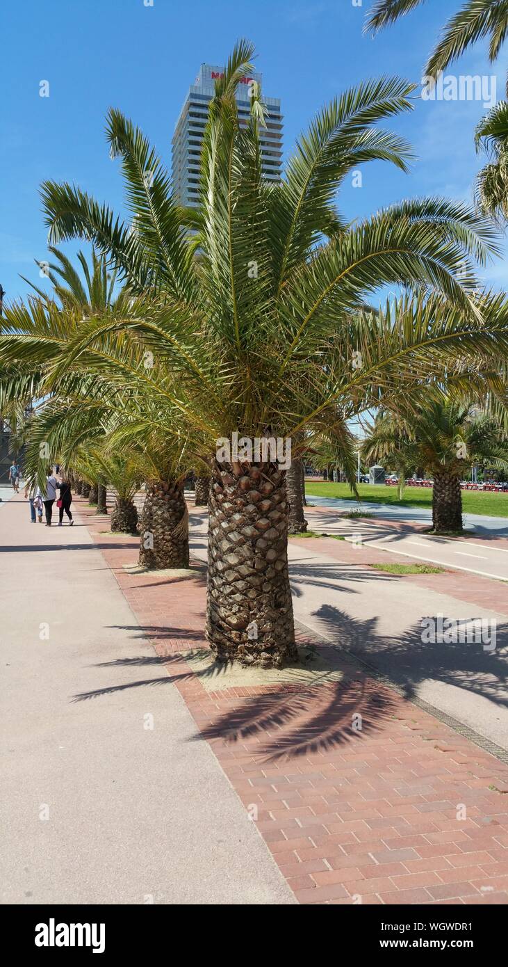 Palm row of palm trees hi-res stock photography and images - Alamy