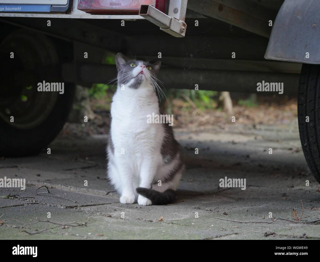 Cat in car hi-res stock photography and images - Alamy