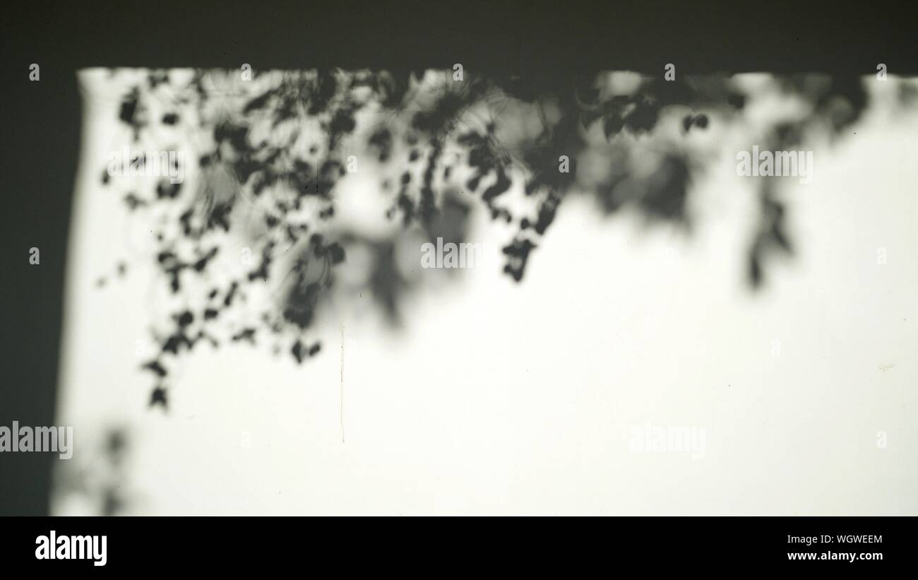 Branch window hi-res stock photography and images - Alamy