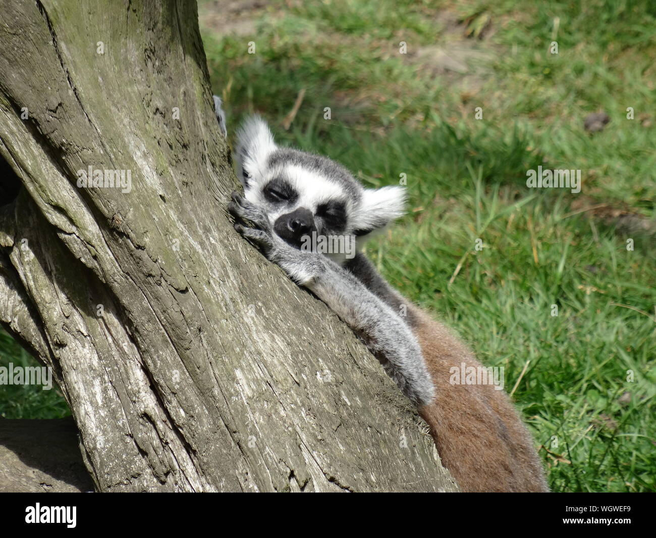 Sleeping lemur hi-res stock photography and images - Alamy