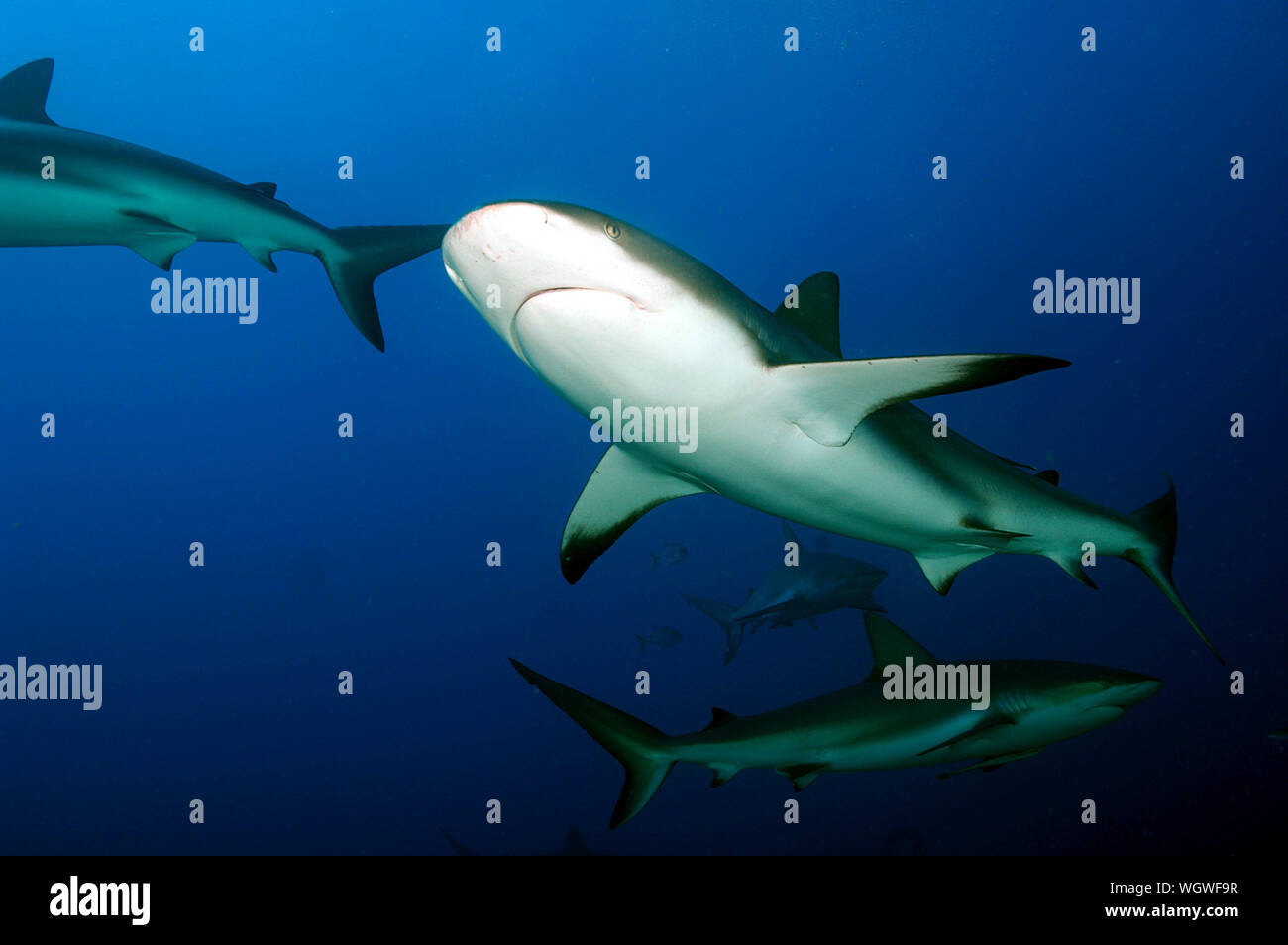 Four Sharks High Resolution Stock Photography and Images - Alamy