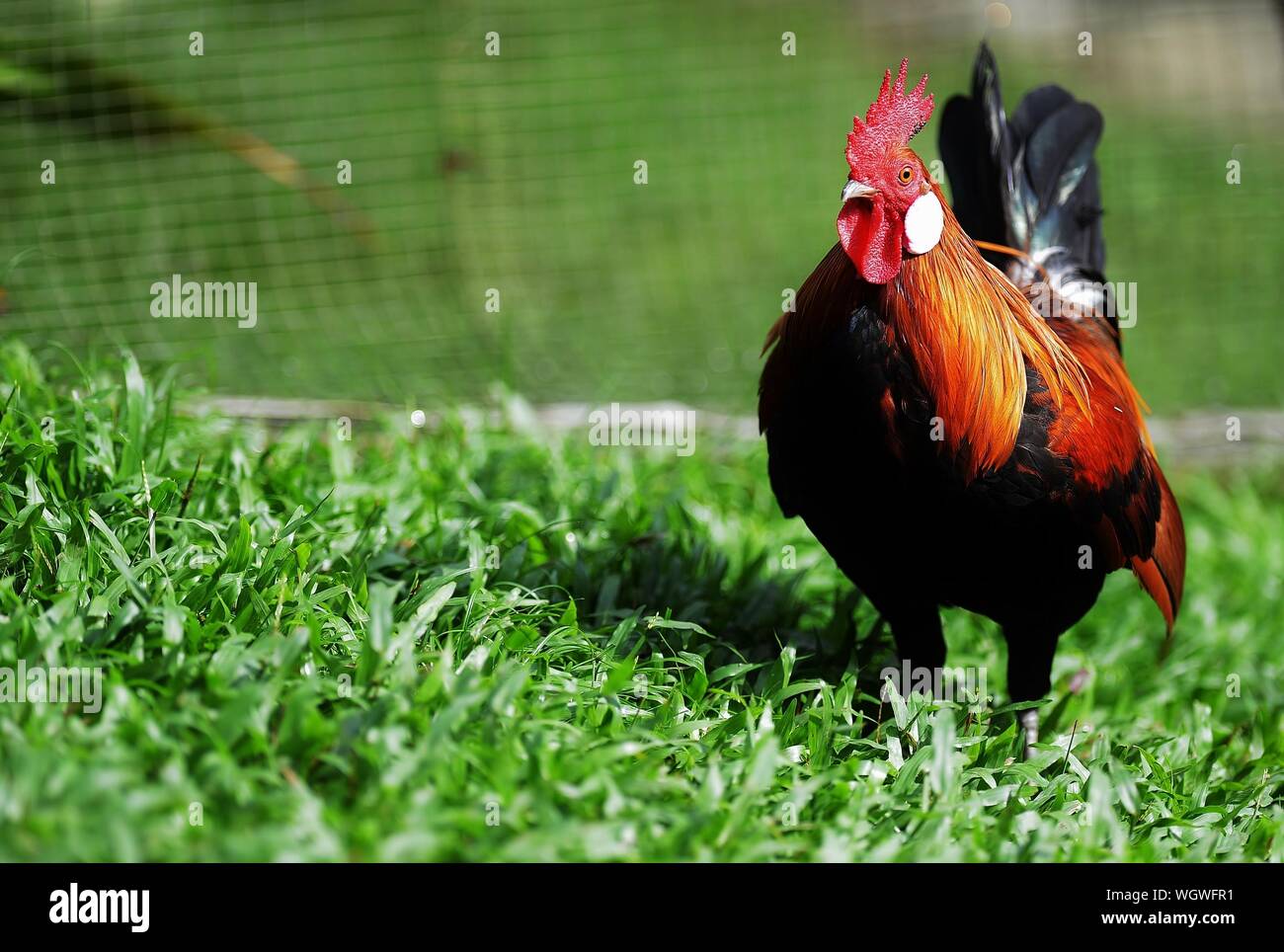 Rooster front view hi-res stock photography and images - Alamy