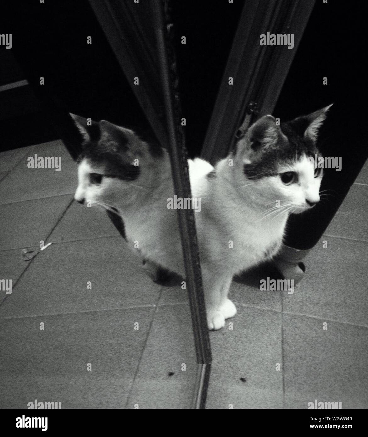 Animal reflection mirror hi-res stock photography and images - Alamy