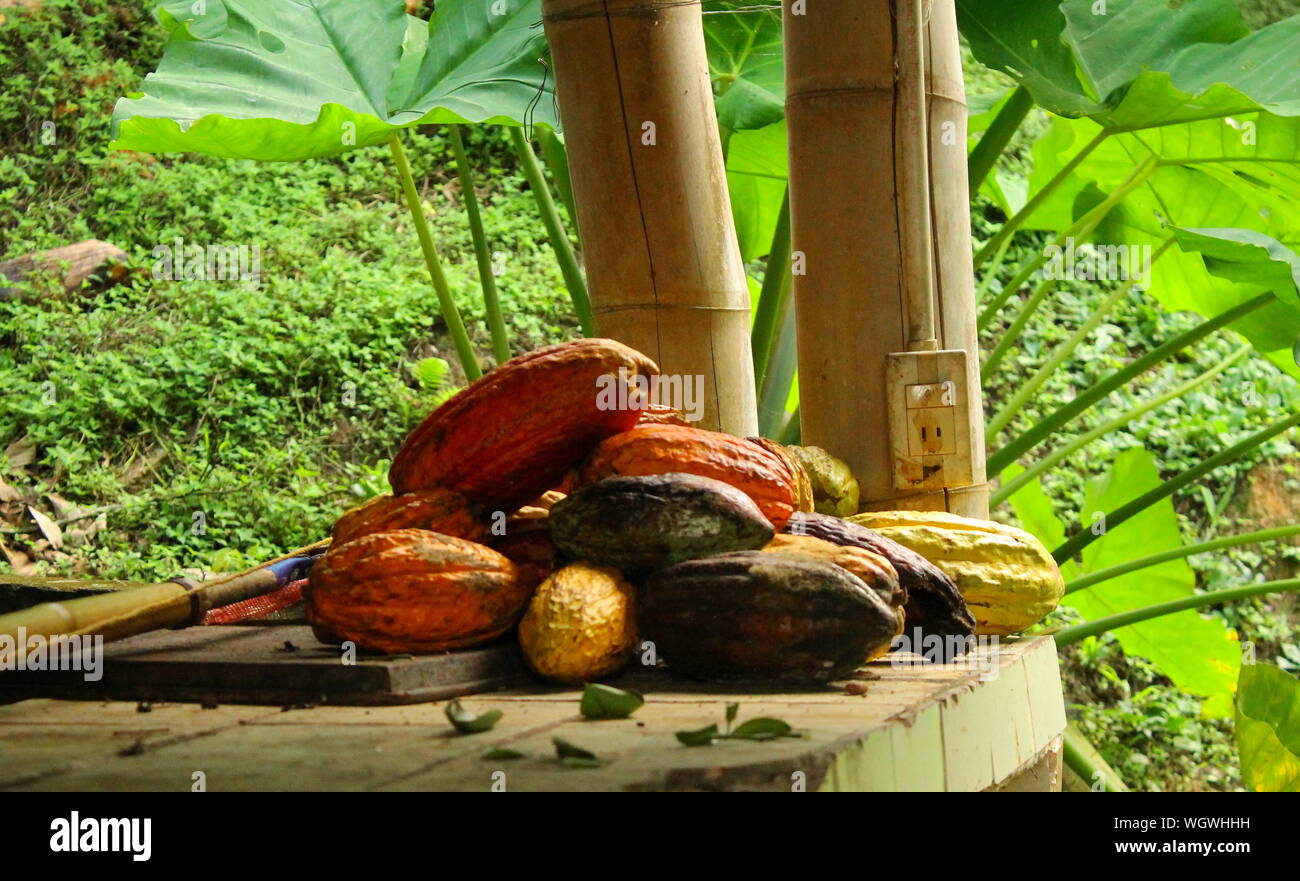 Cacao plants hi-res stock photography and images - Alamy