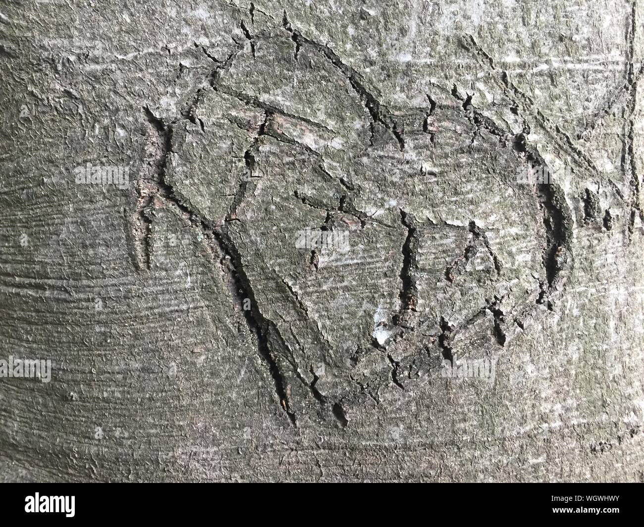 Love heart carved tree trunk hi-res stock photography and images - Alamy