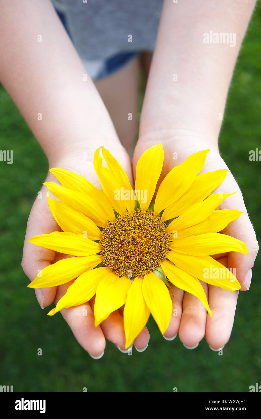 Hand holding yellow sunflower on hi-res stock photography and images ...