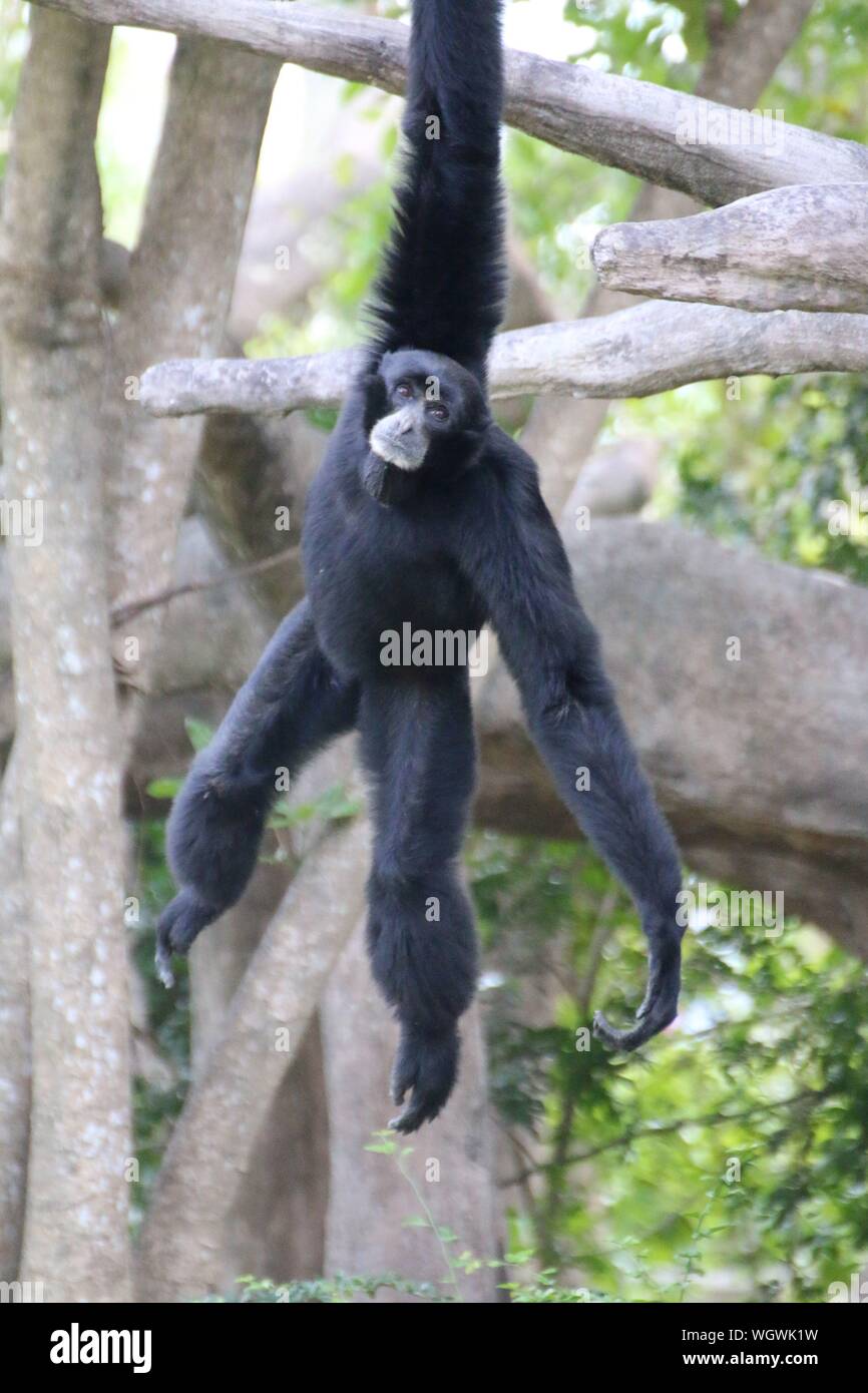 Ape in tree hi-res stock photography and images - Alamy