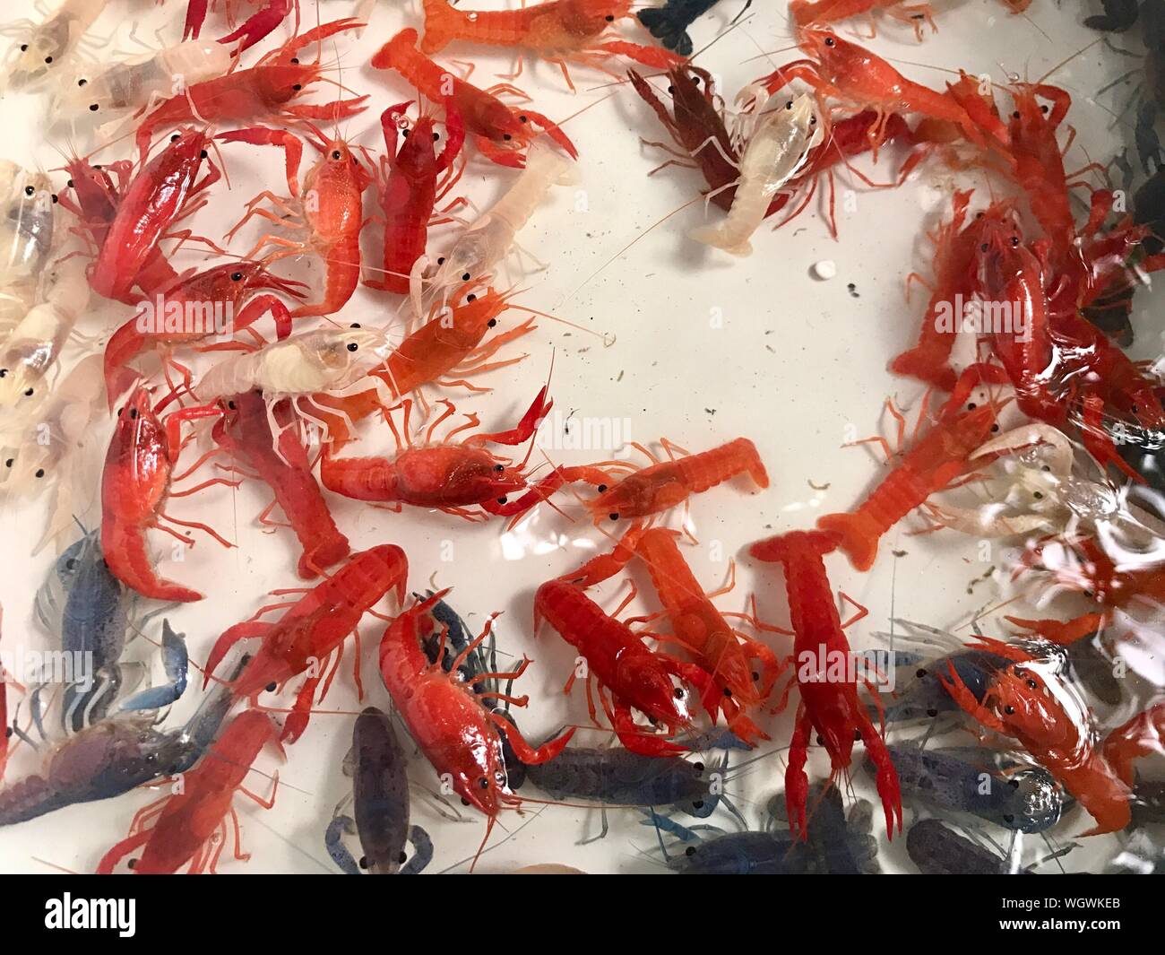 Crayfish sale hi-res stock photography and images - Alamy