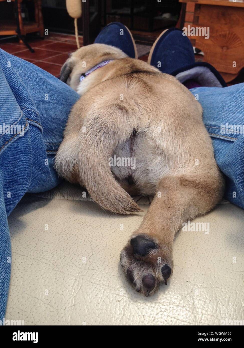 Dog rear leg hi-res stock photography and images - Alamy