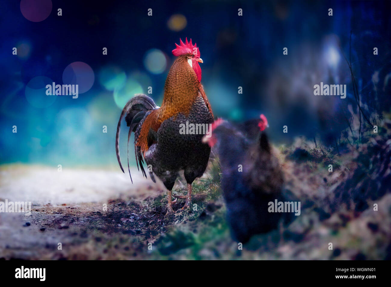 Rooster hen hi-res stock photography and images - Alamy