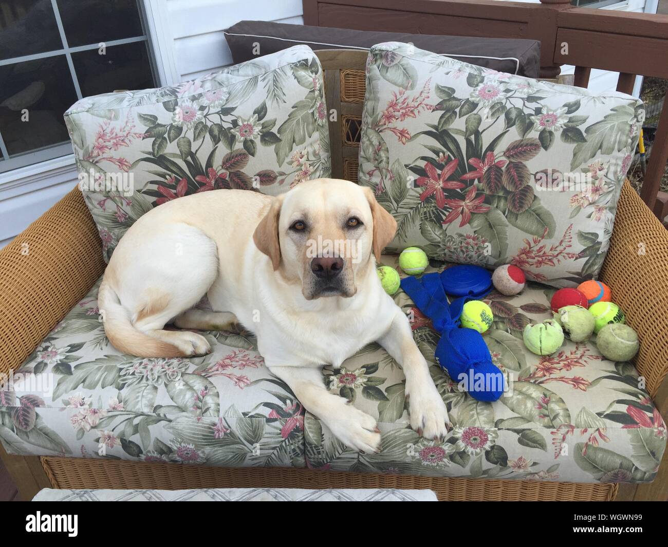 Dog on sofa labrador hi-res stock photography and images - Alamy