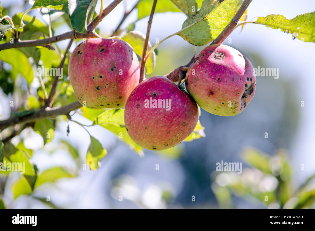 Rotting part of tree hi-res stock photography and images - Alamy