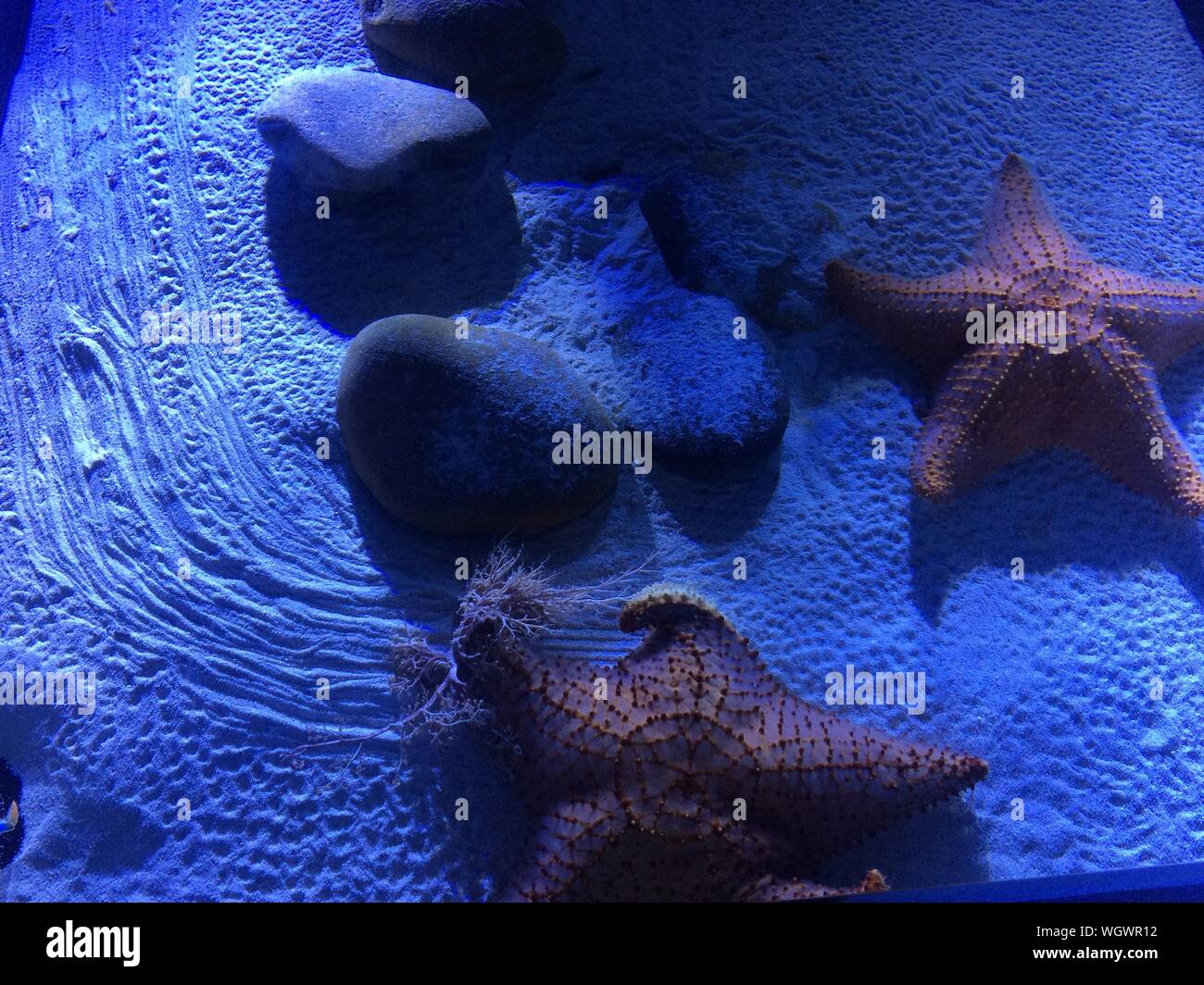 Two star fish hi-res stock photography and images - Alamy