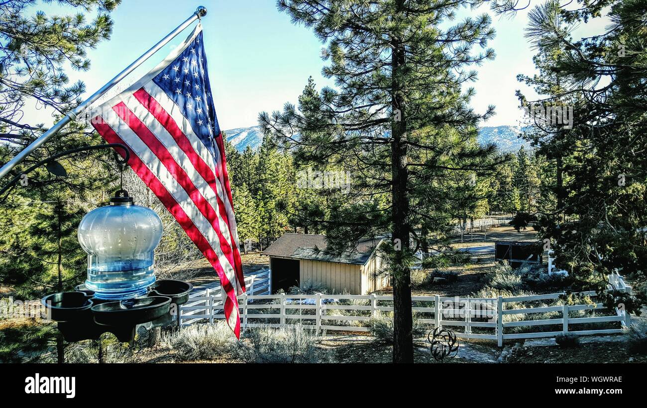 Pine tree flag hi-res stock photography and images - Alamy
