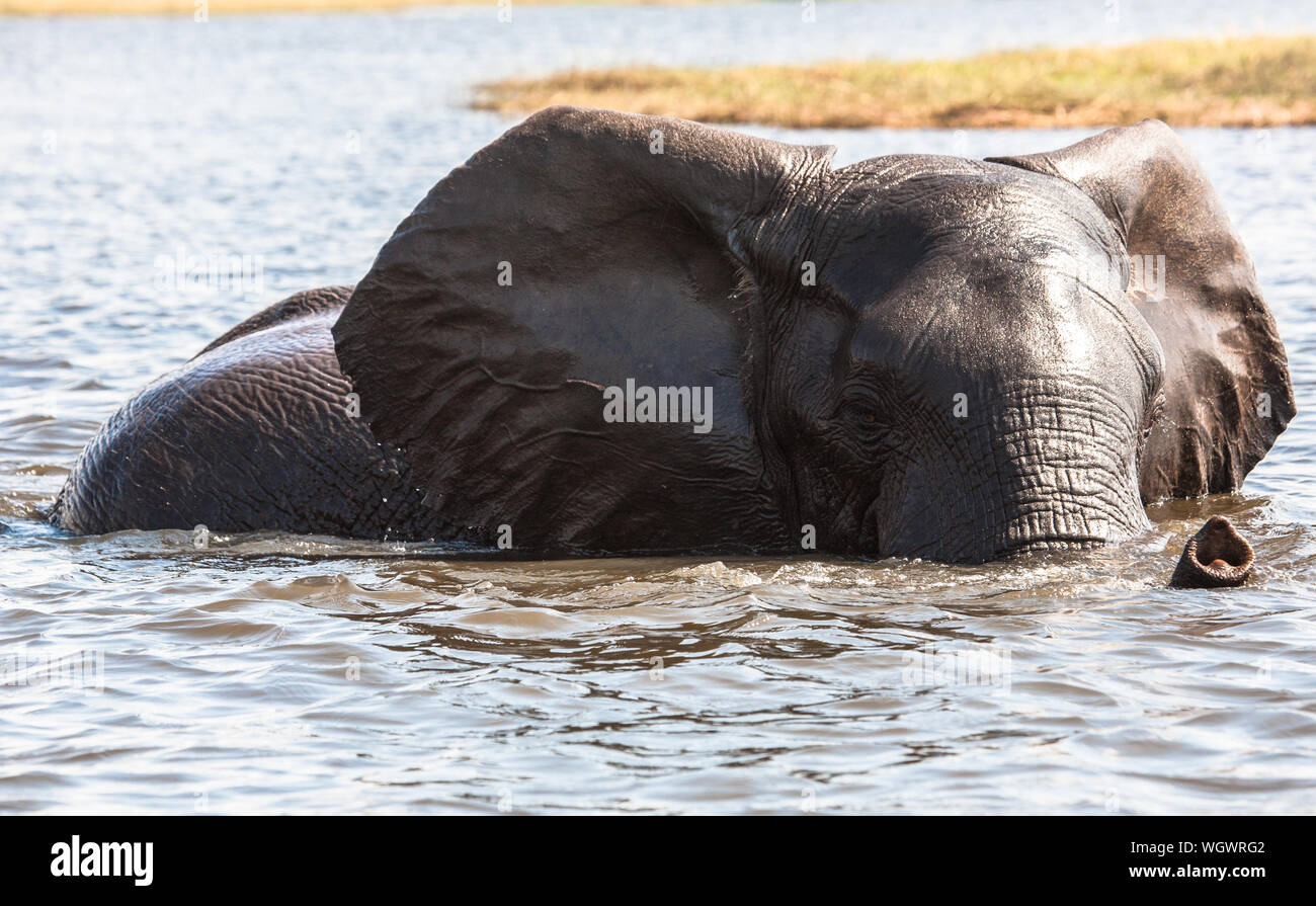 Swimming with an elephant hi-res stock photography and images - Alamy