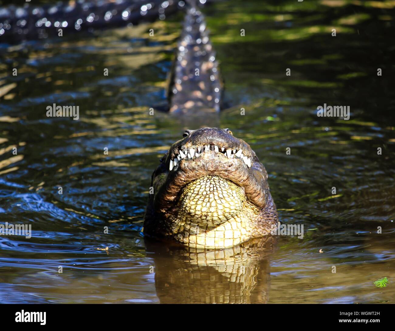 Alligator mating hi-res stock photography and images - Alamy