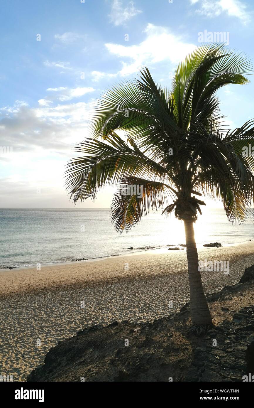 Palm tree growing in sand hi-res stock photography and images - Alamy