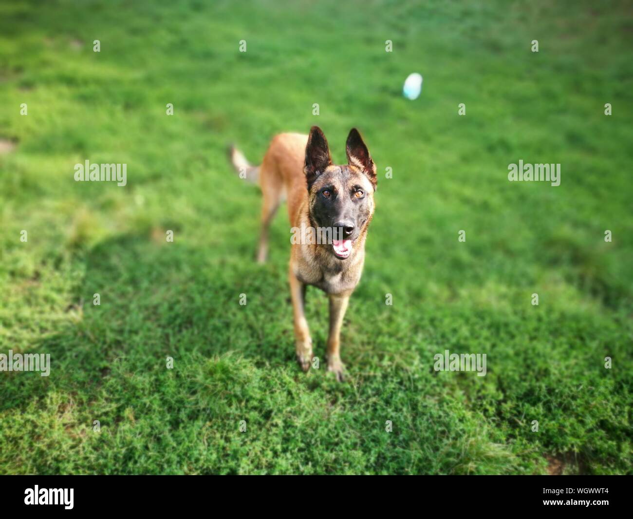 Malinois portrait hi-res stock photography and images - Alamy