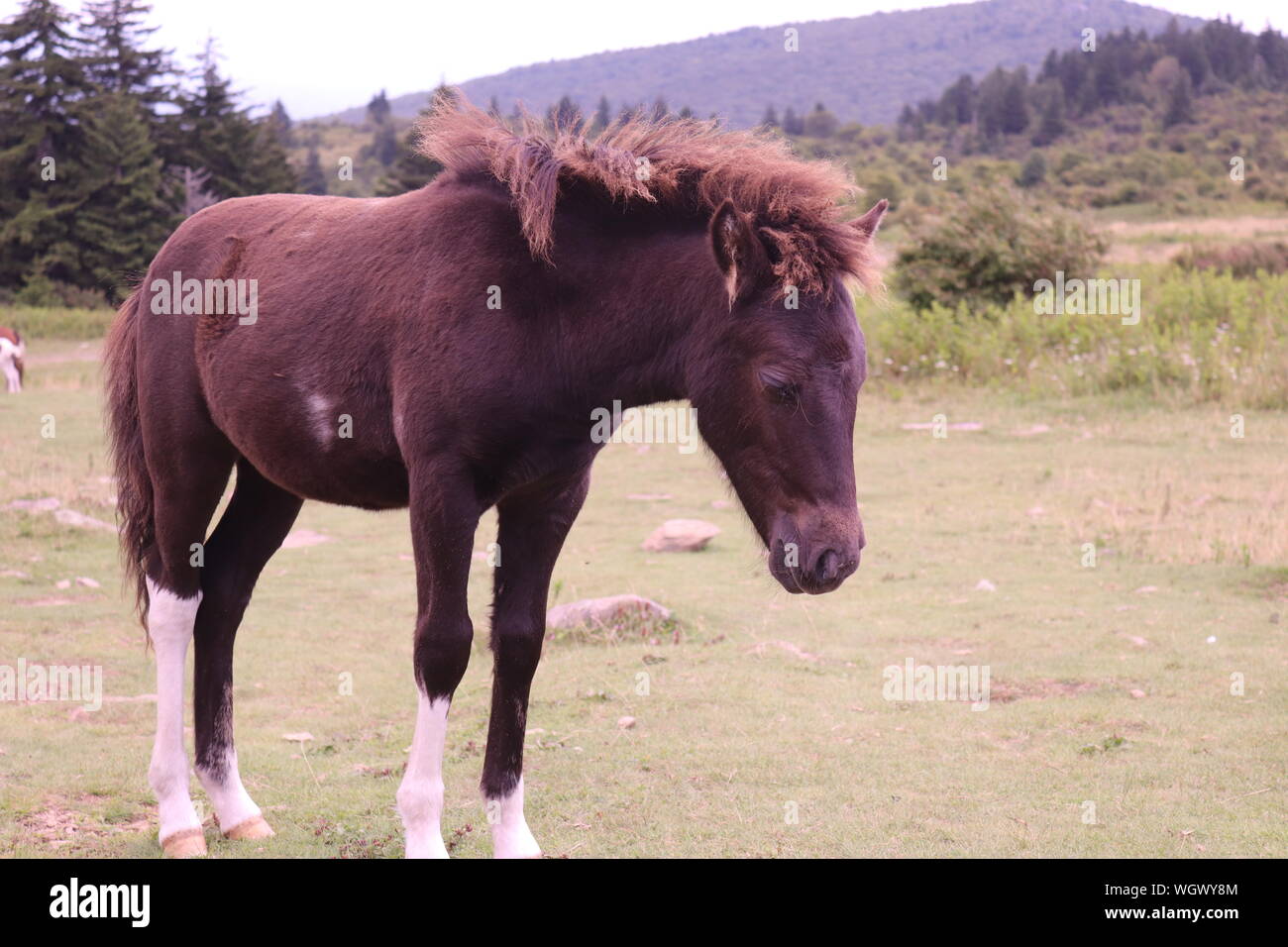 A wild pony at Grayson Highlands State Park, Mouth of Wilson, Virginia ...