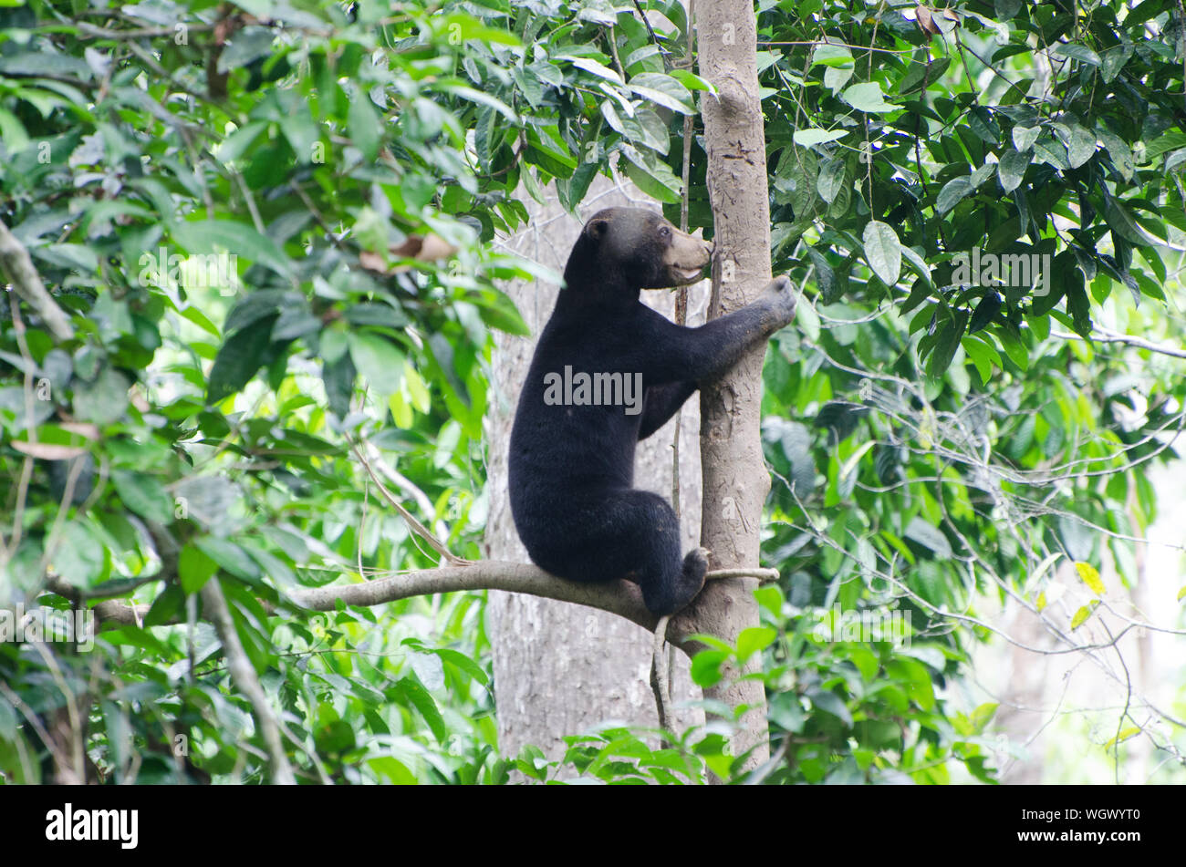 Sun bear malaysia hi-res stock photography and images - Alamy