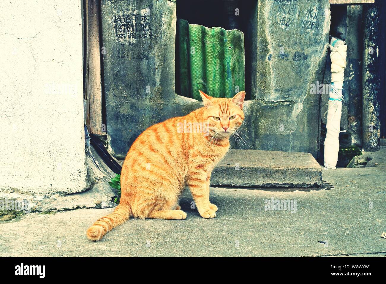 Ginger cat looking at camera hi-res stock photography and images - Alamy