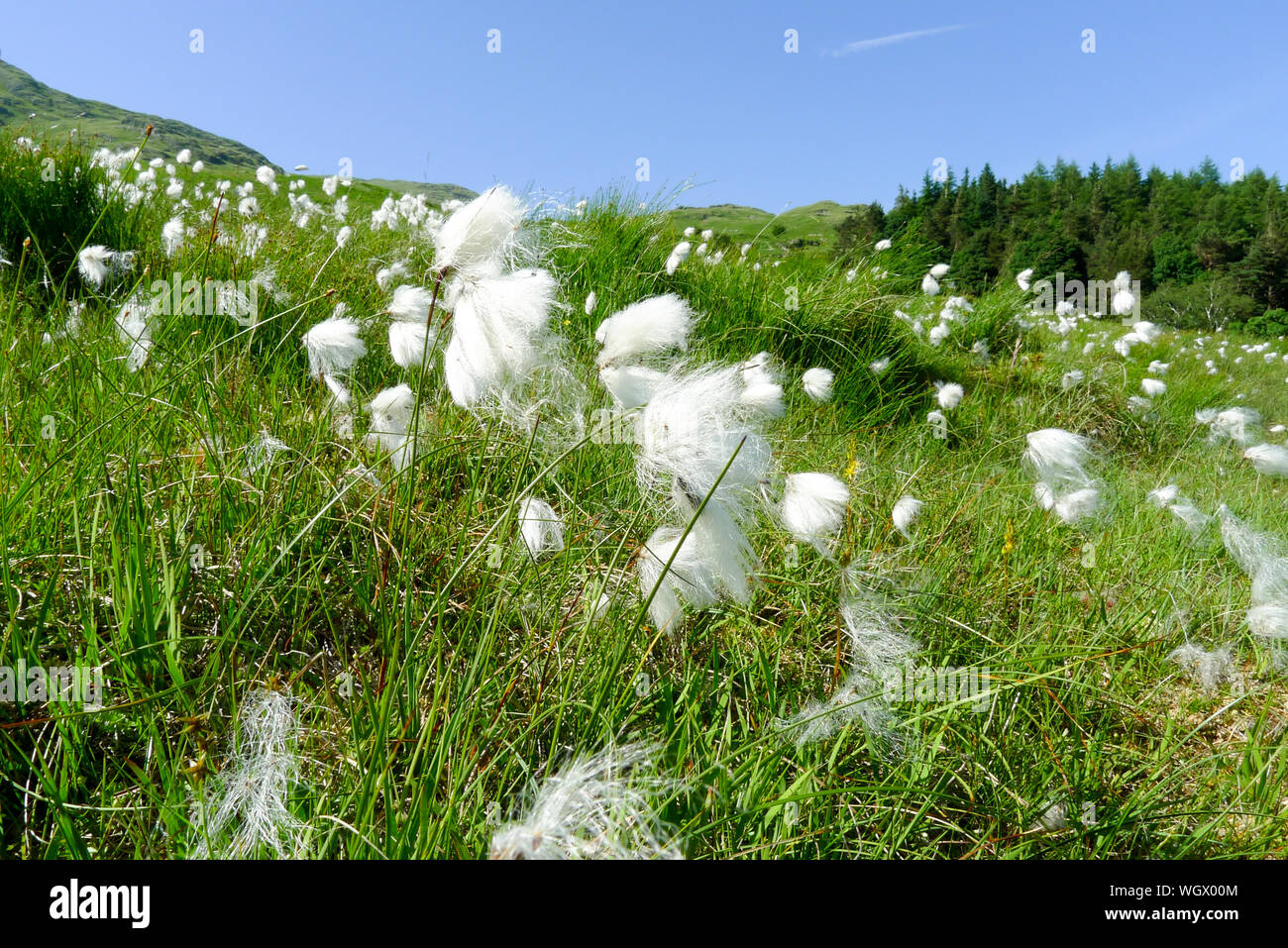 Wild cotton hi-res stock photography and images - Alamy