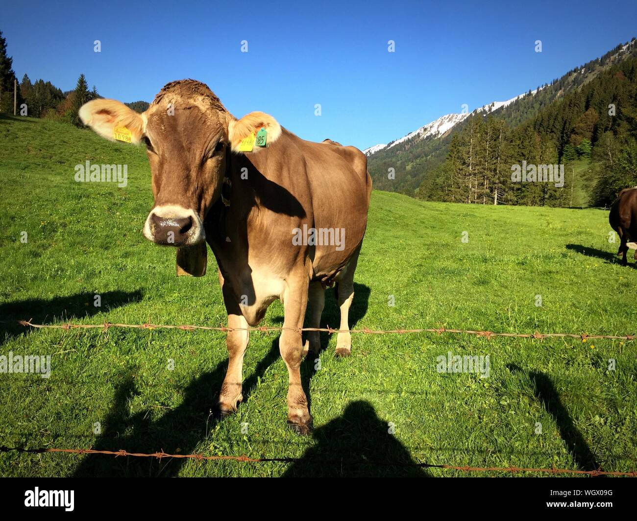 Cow looking in the camera hi-res stock photography and images - Alamy