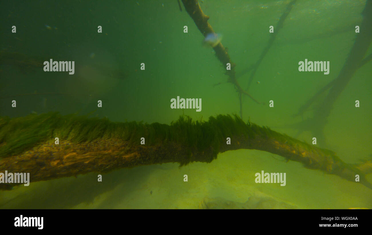 Underwater wood hi-res stock photography and images - Alamy