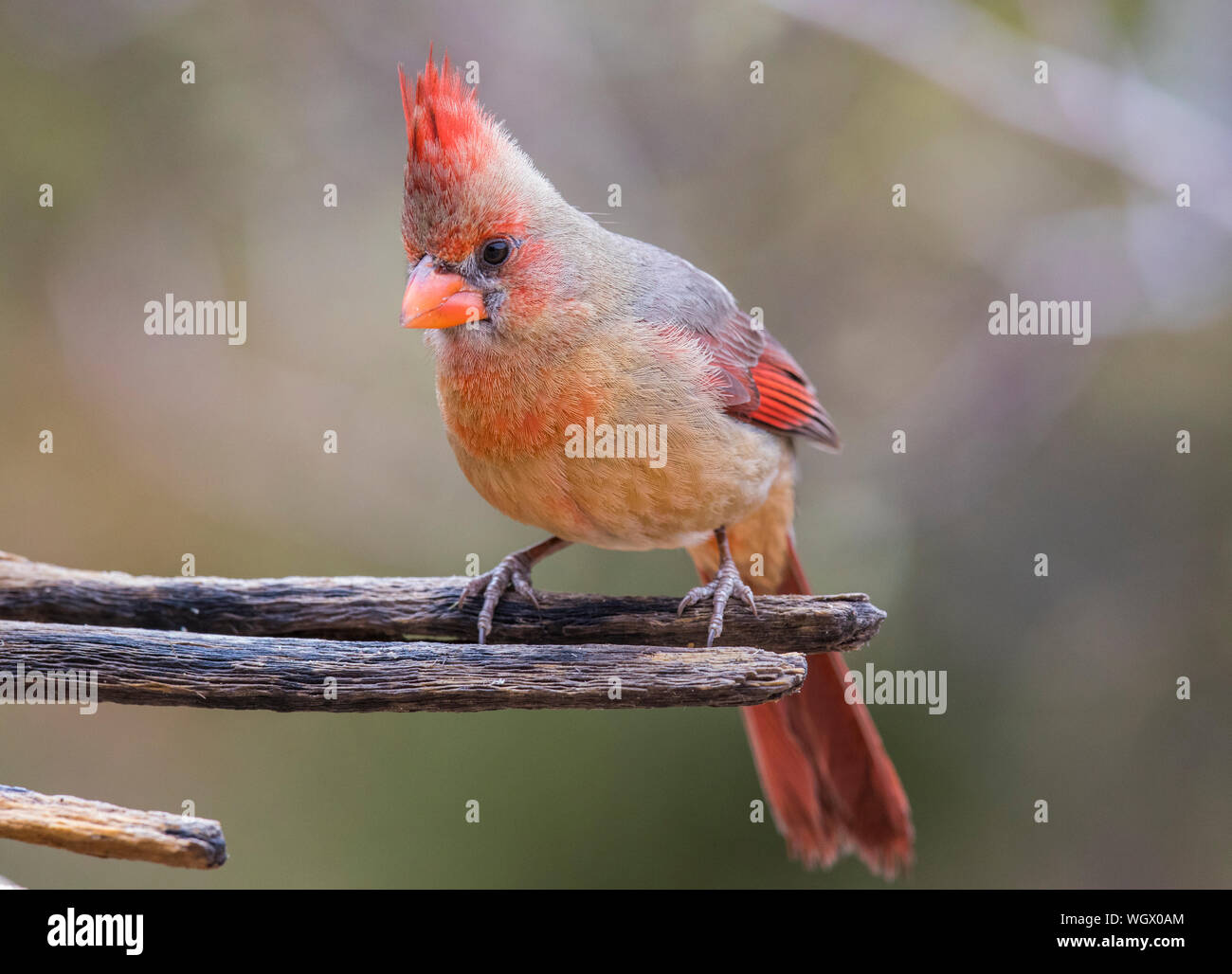 Desert cardinal hi-res stock photography and images - Alamy