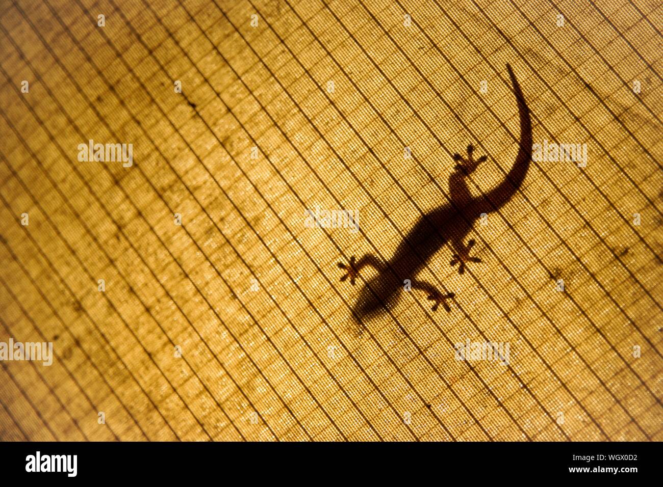 Shadow of gecko hi-res stock photography and images - Alamy