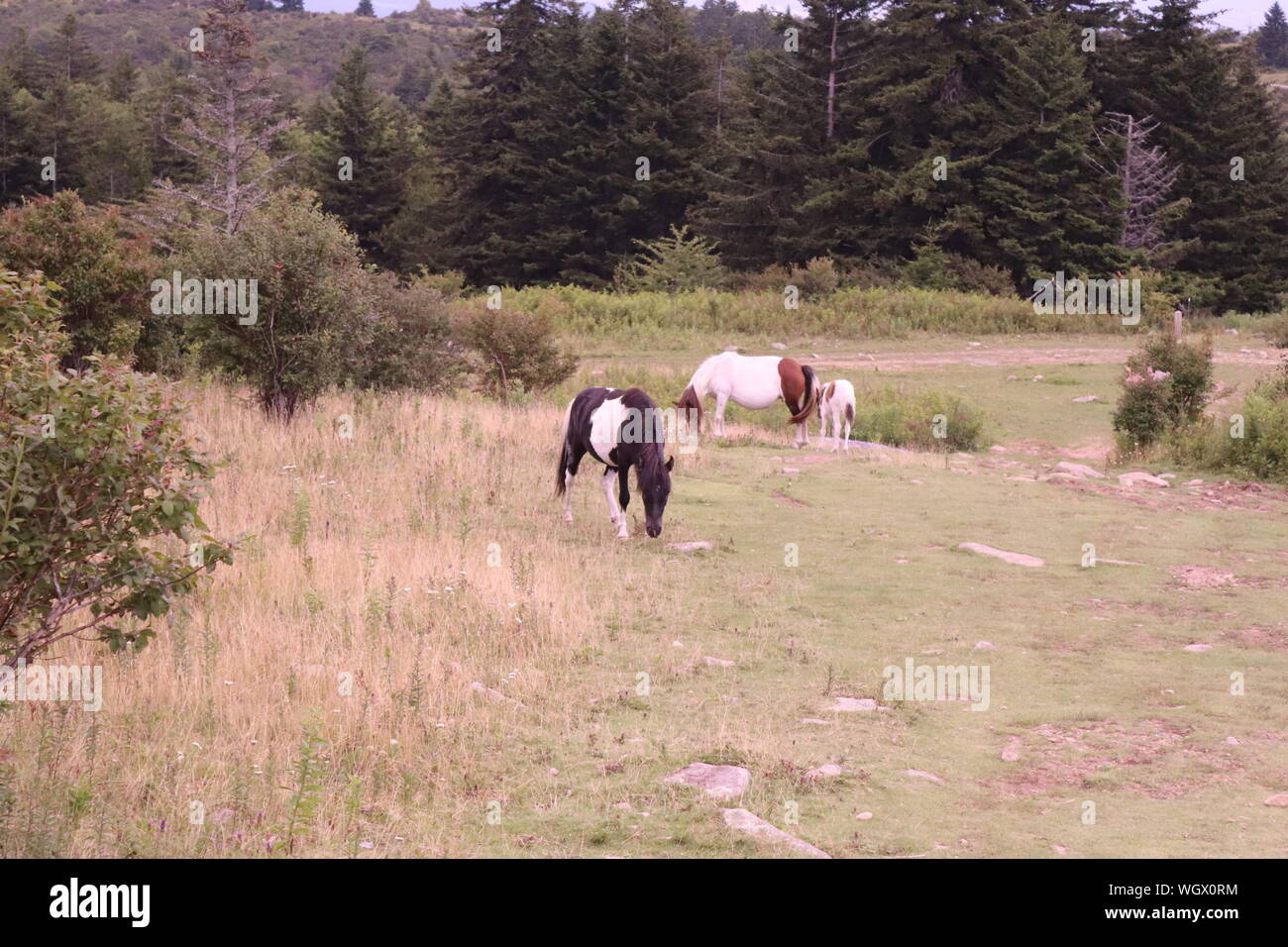 Wild Ponies at Grayson Highlands State Park, Mouth of Wilson, Virginia ...