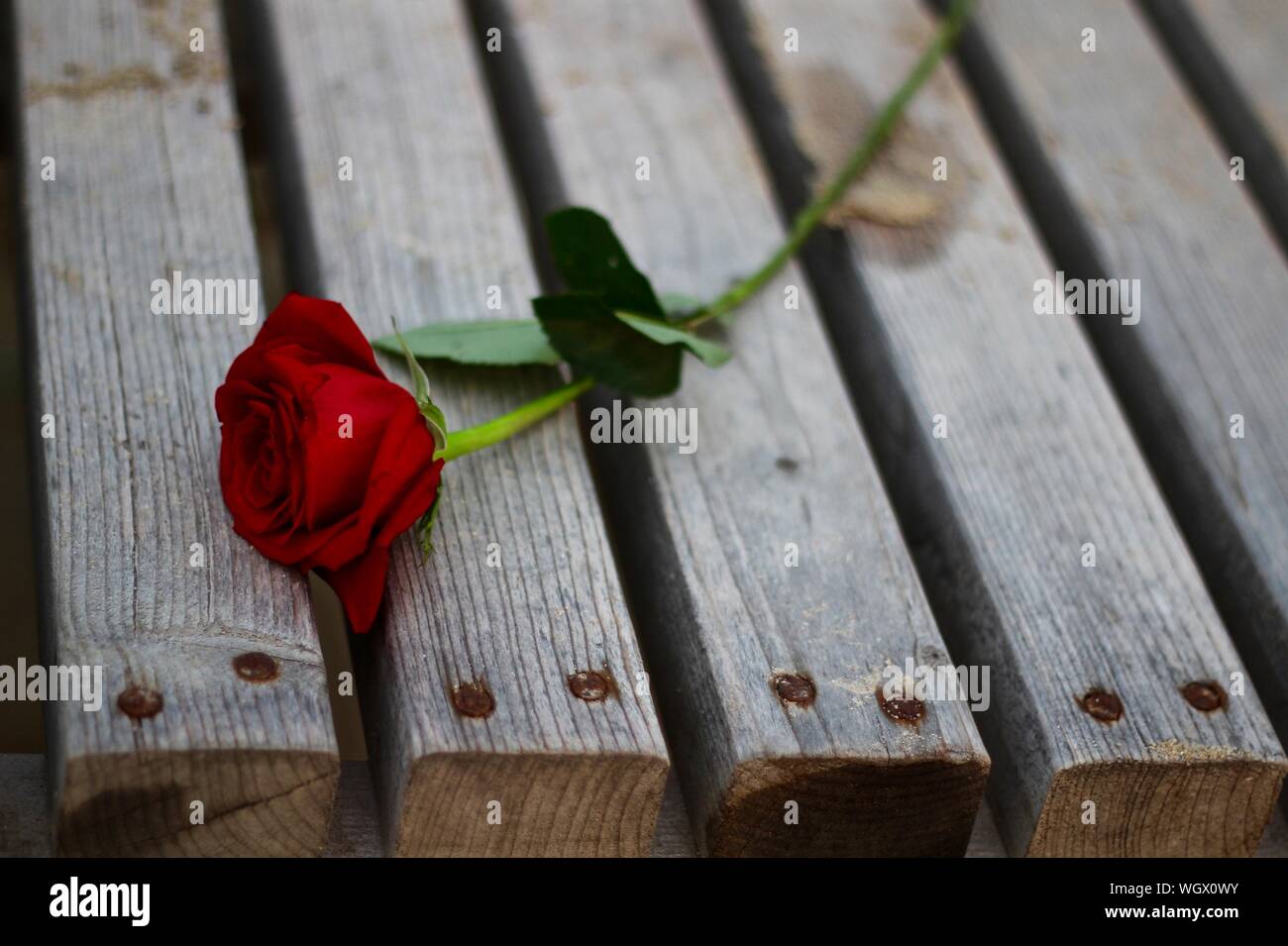 Single rose bench hi-res stock photography and images - Alamy