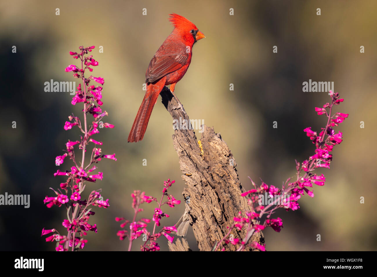 Northern Cardinal, Marana, near Tucson, Arizona Stock Photo - Alamy
