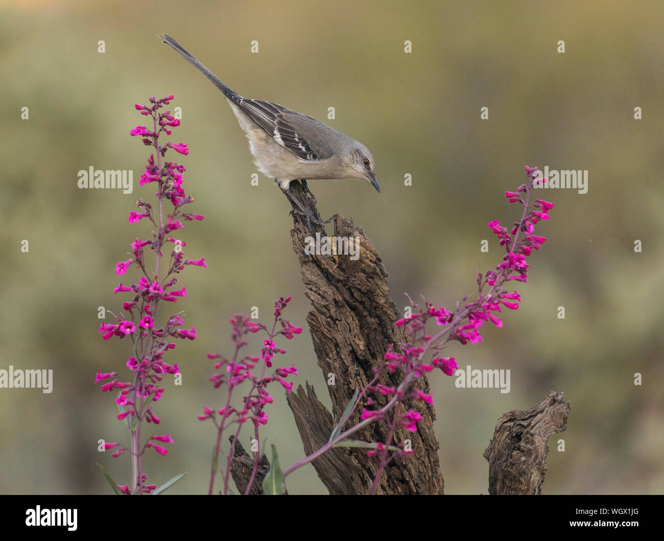 Mockingbird photo hi-res stock photography and images - Alamy