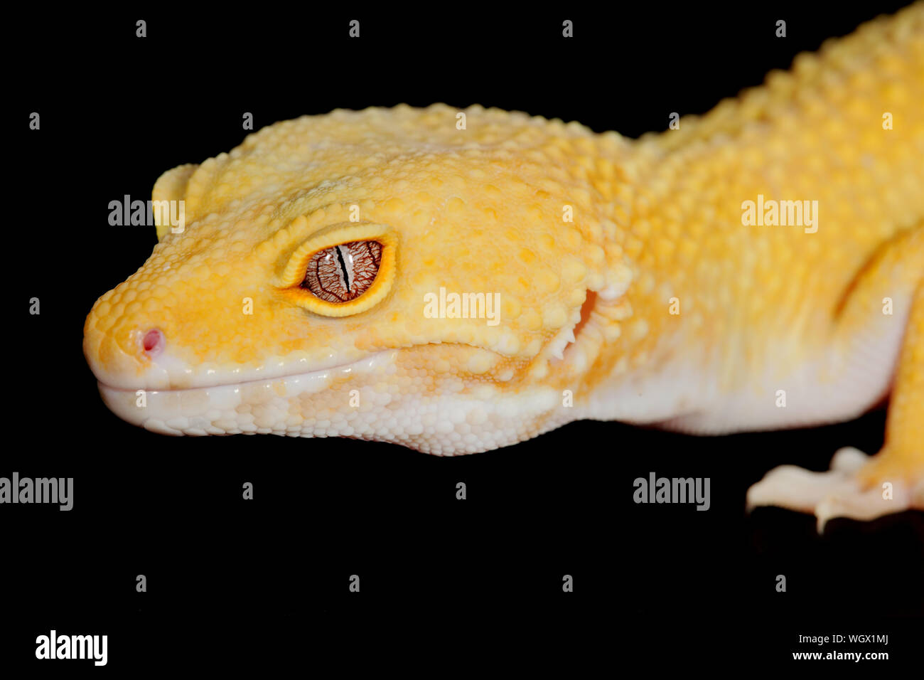 Yellow and black lizard hi-res stock photography and images - Alamy