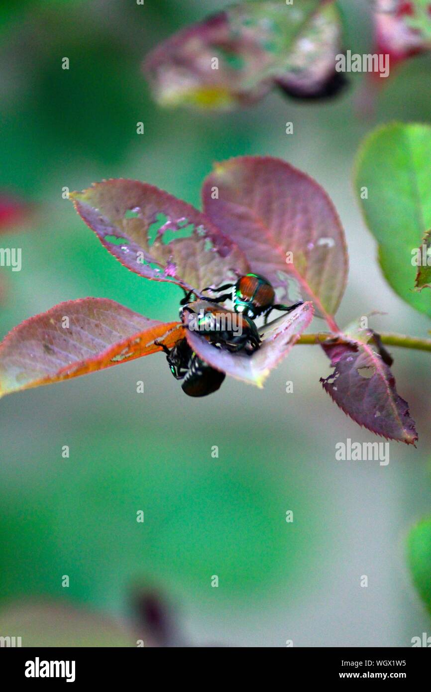 Insects leaf hi-res stock photography and images - Alamy
