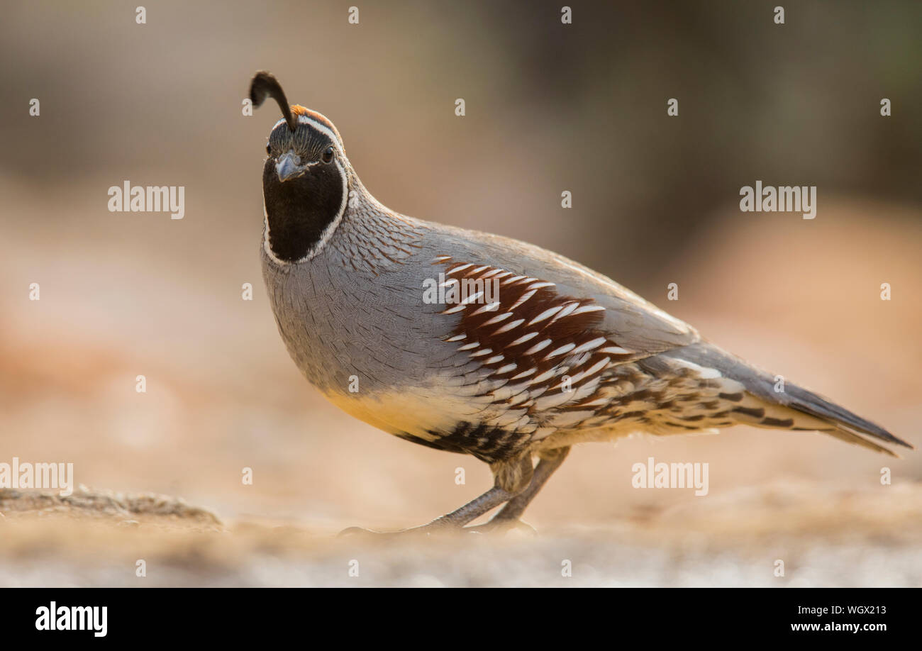 Gambels Quail High Resolution Stock Photography and Images - Alamy