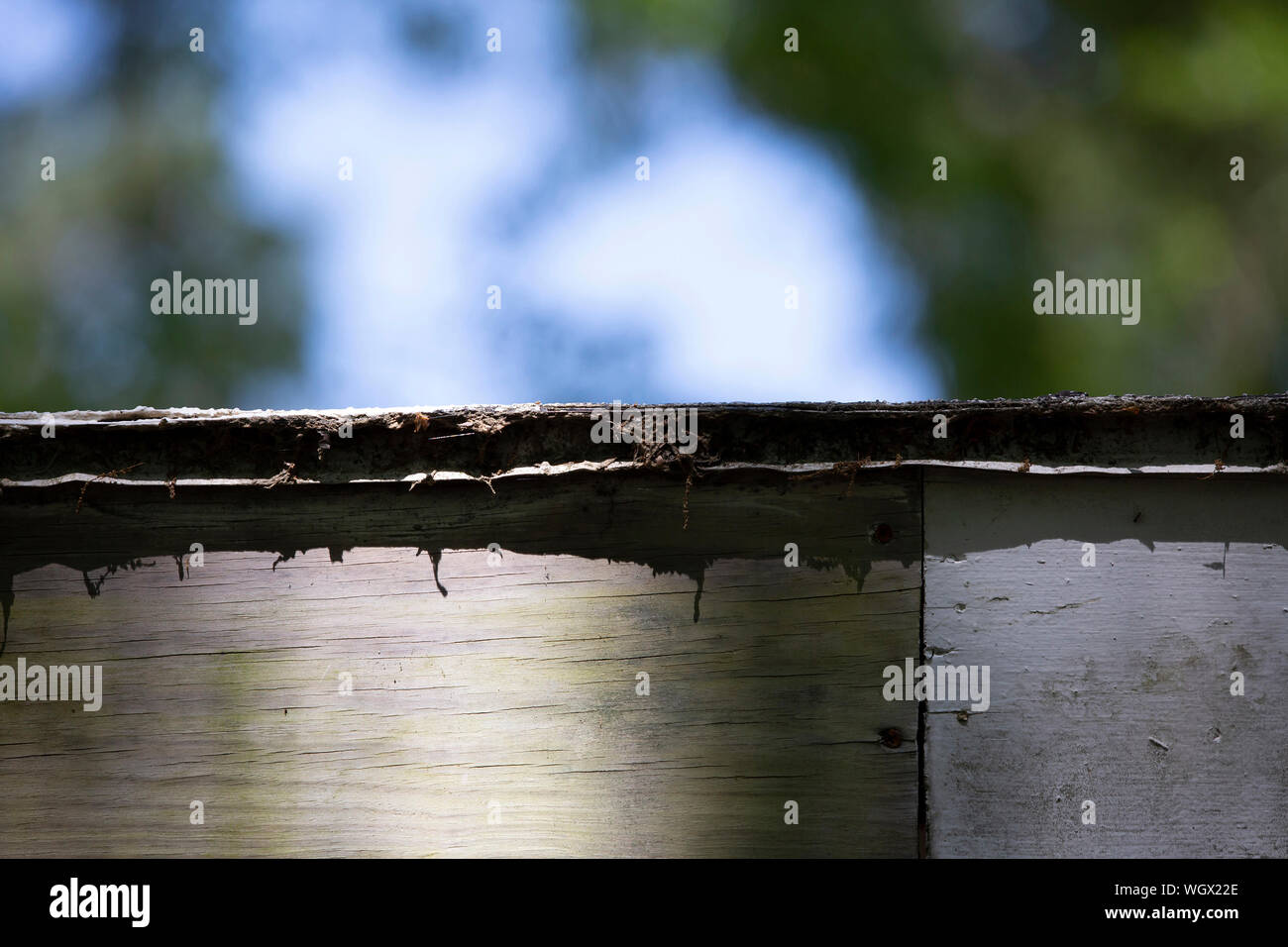 Close up of a facing board on a flat roof Stock Photo - Alamy