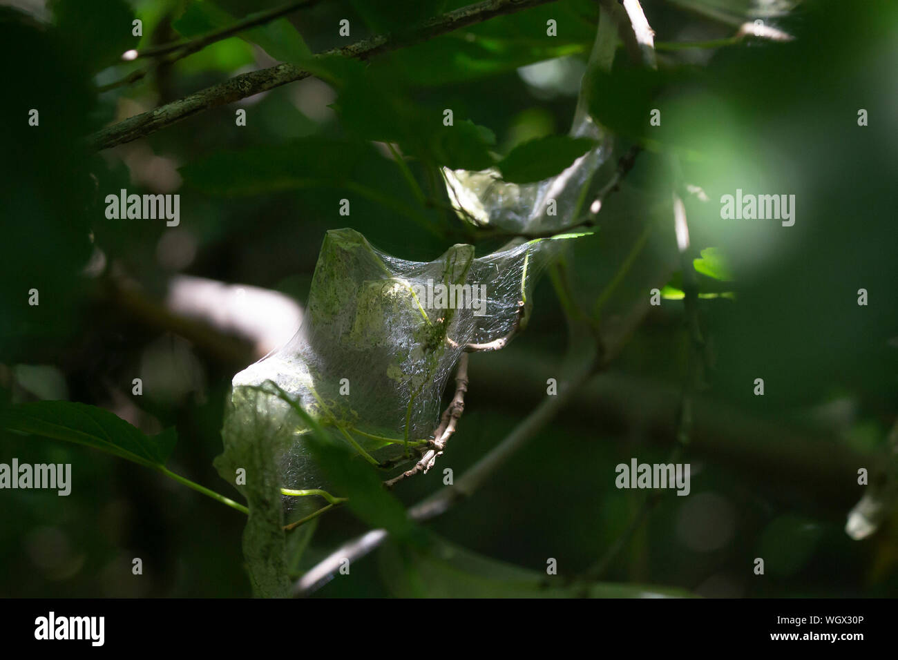 Caterpillar web entwined on a tree branch and leaves Stock Photo - Alamy