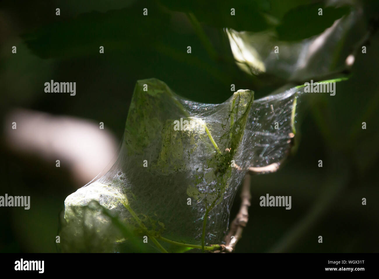 Webbing caterpillar hi-res stock photography and images - Alamy