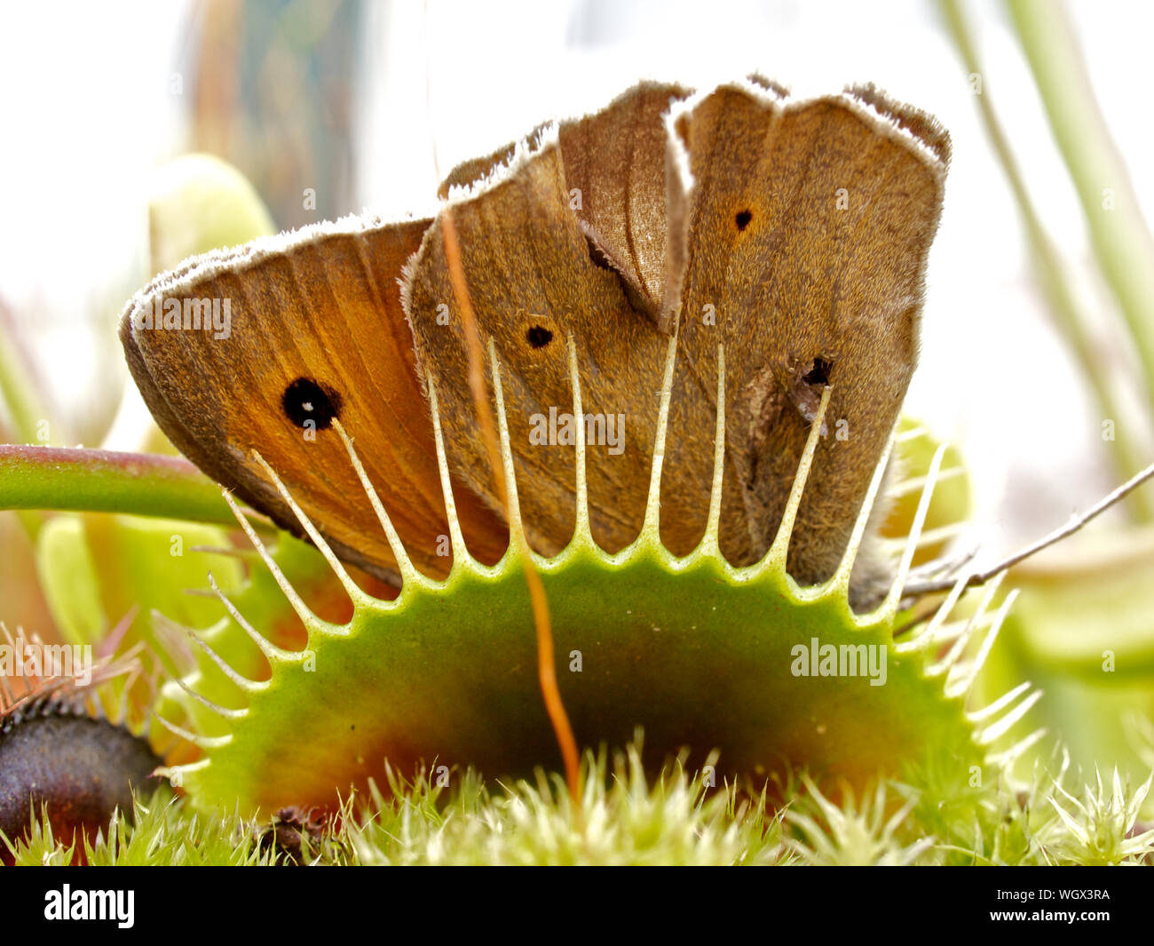 Venus Flytrap Animal High Resolution Stock Photography and Images - Alamy