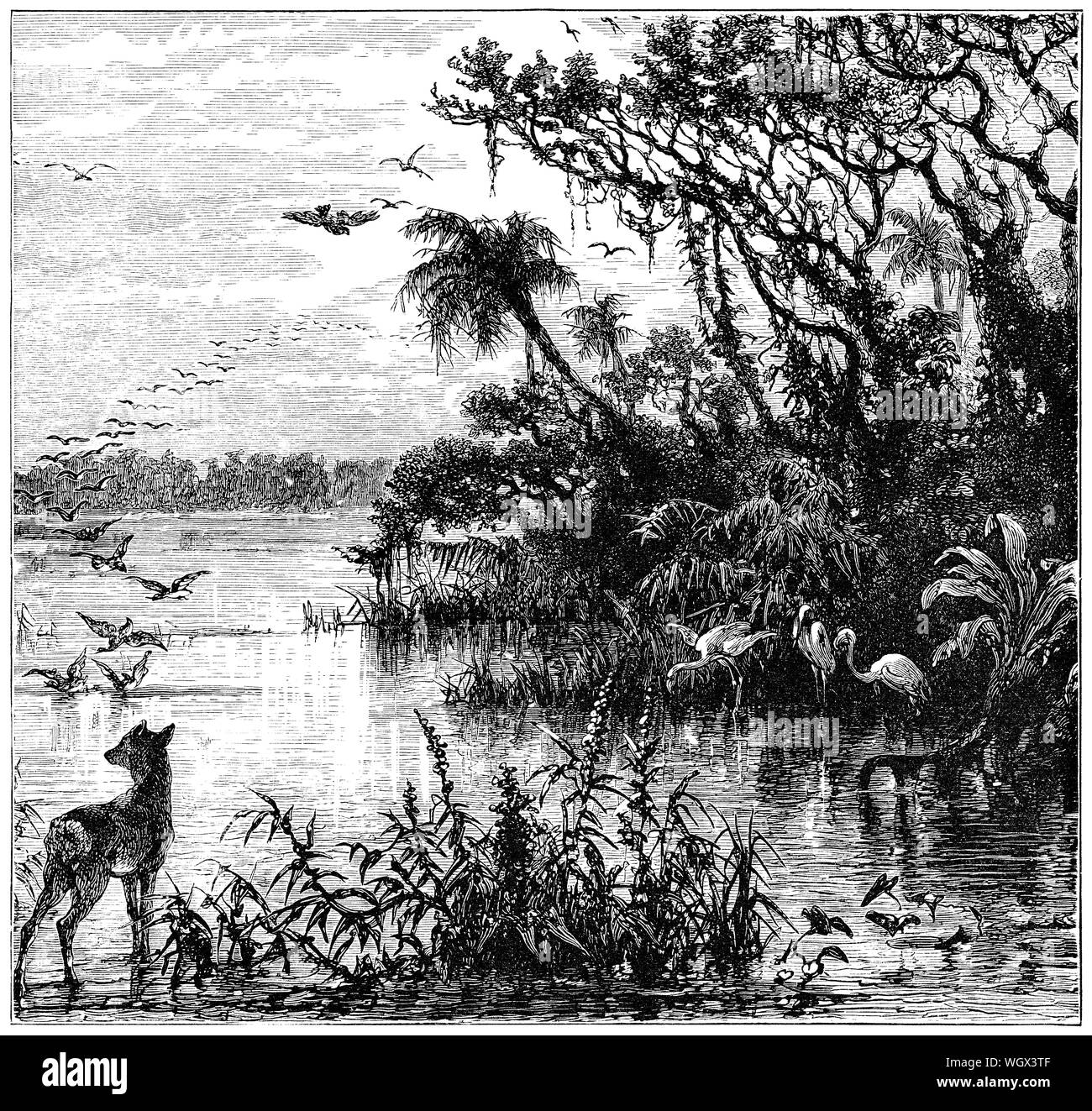 c1876 engraving of a bayou in Florida, U.S.A Stock Photo - Alamy