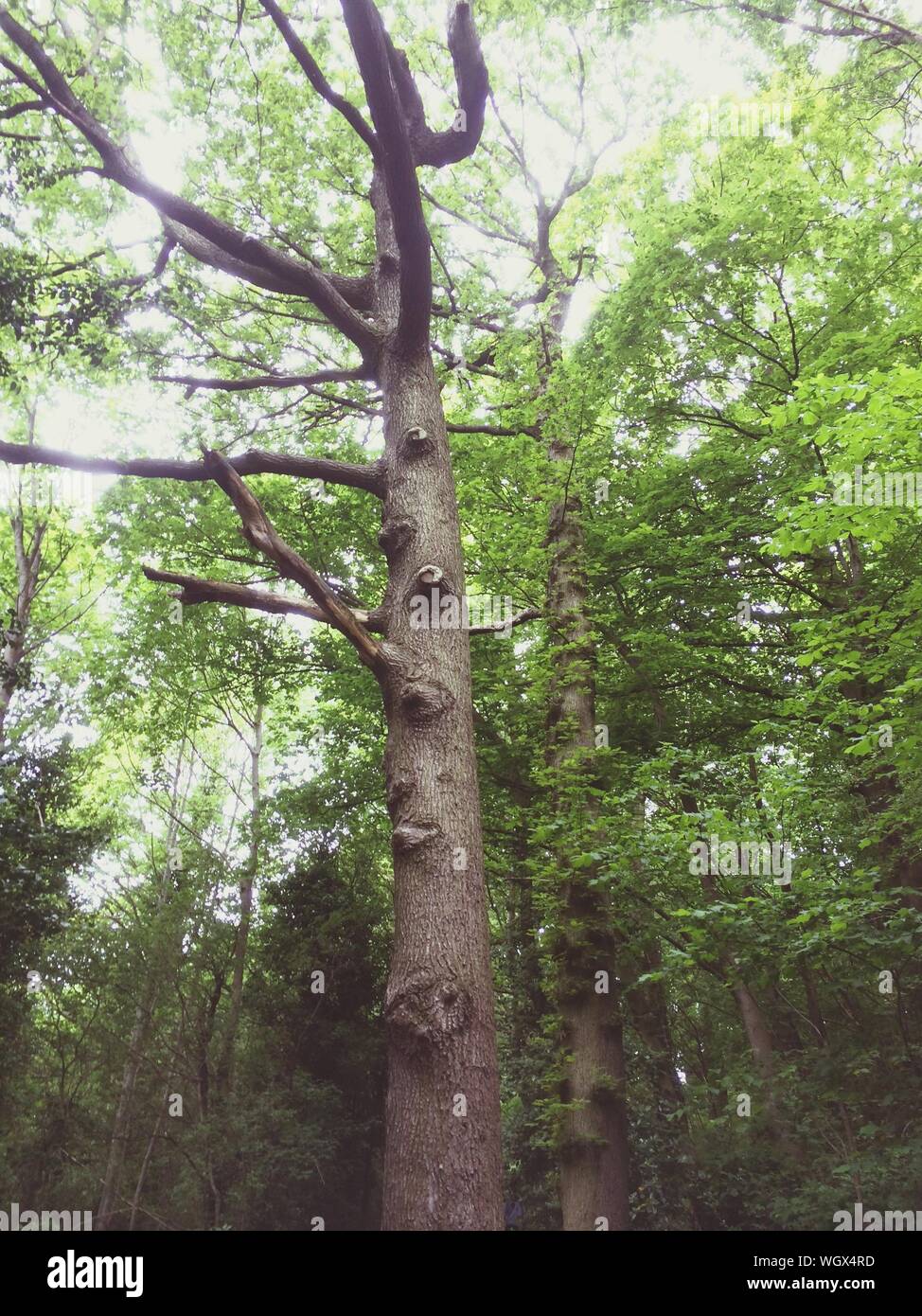 Tree giving shade hi-res stock photography and images - Alamy