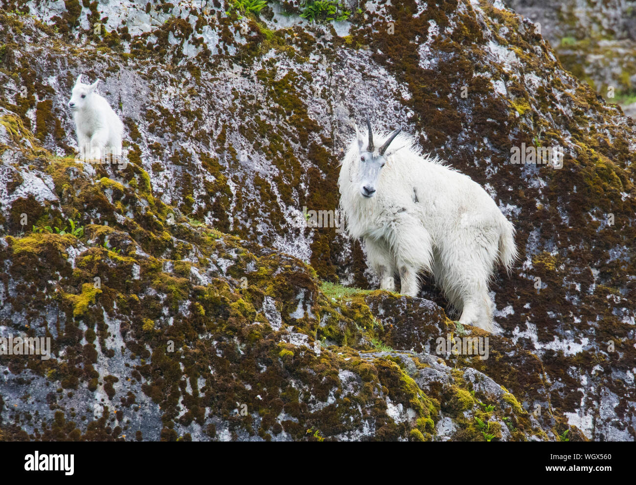 Mountain goats, Glacier Bay National Park, Alaska Stock Photo - Alamy