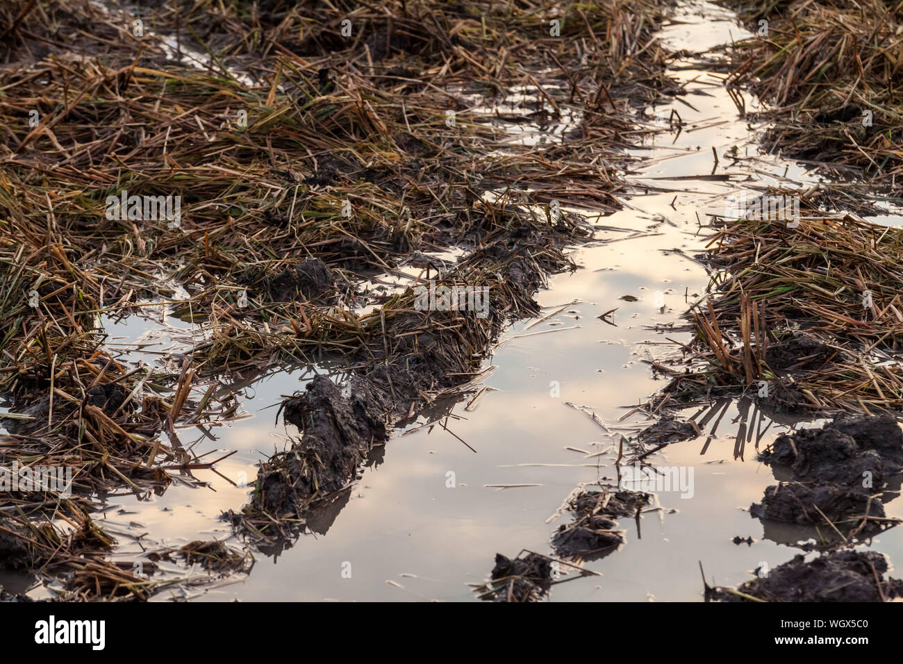 Grass in puddle hi-res stock photography and images - Alamy