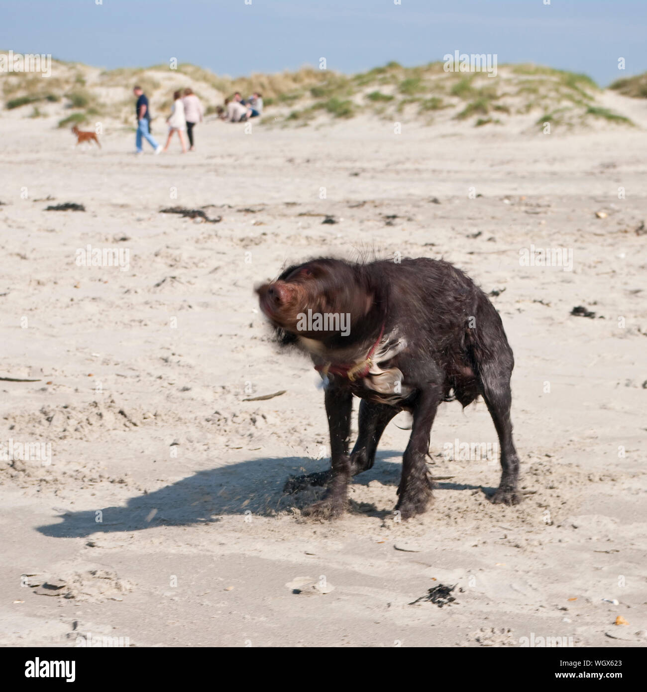 Blurred dog on sand hi-res stock photography and images - Alamy