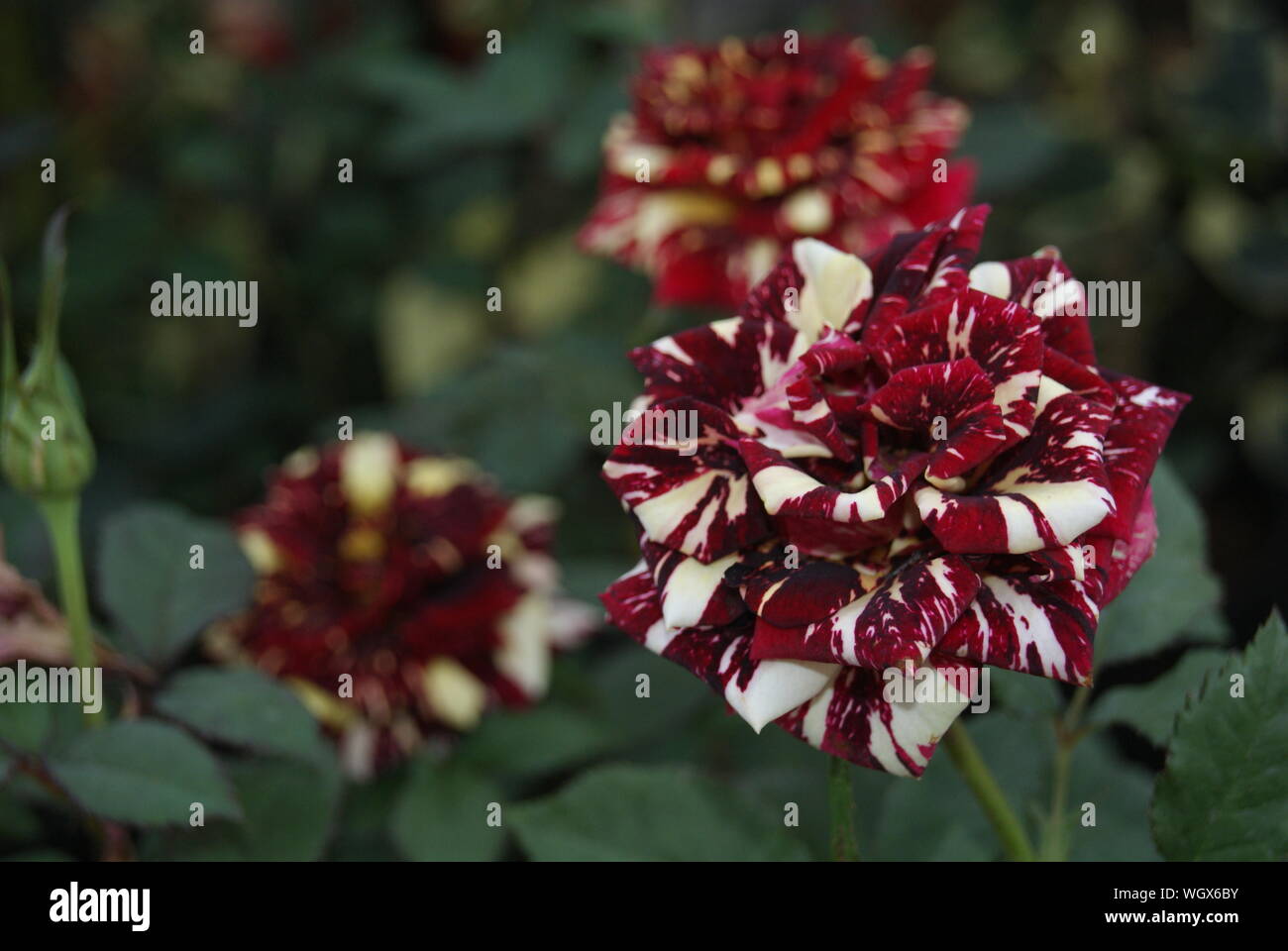 Roses unique hi-res stock photography and images - Alamy