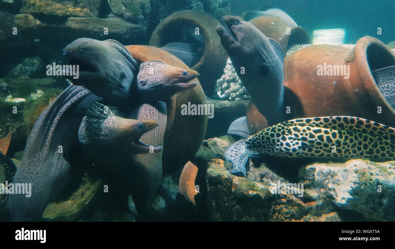 Swimming moray eel hi-res stock photography and images - Alamy