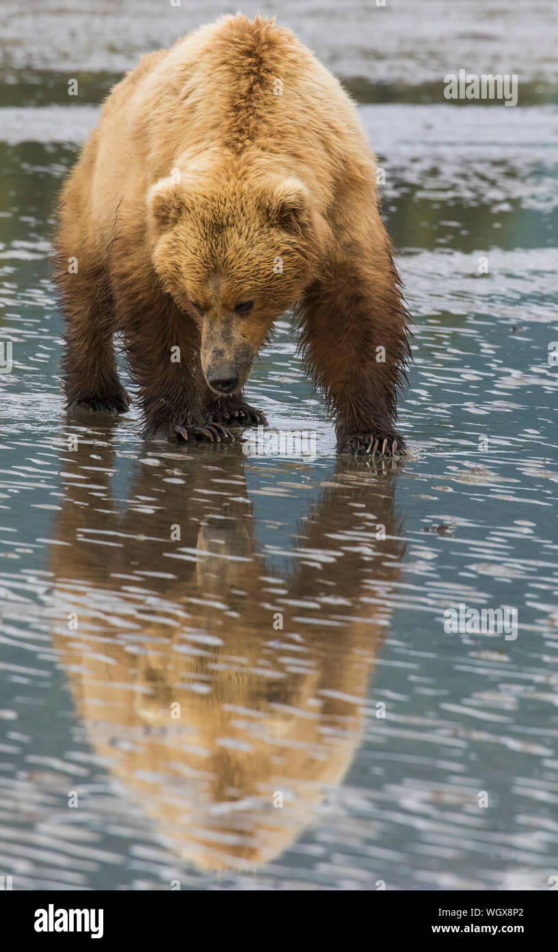 Brown / Grizzly Bear, Lake Clark National Park, Alaska Stock Photo - Alamy